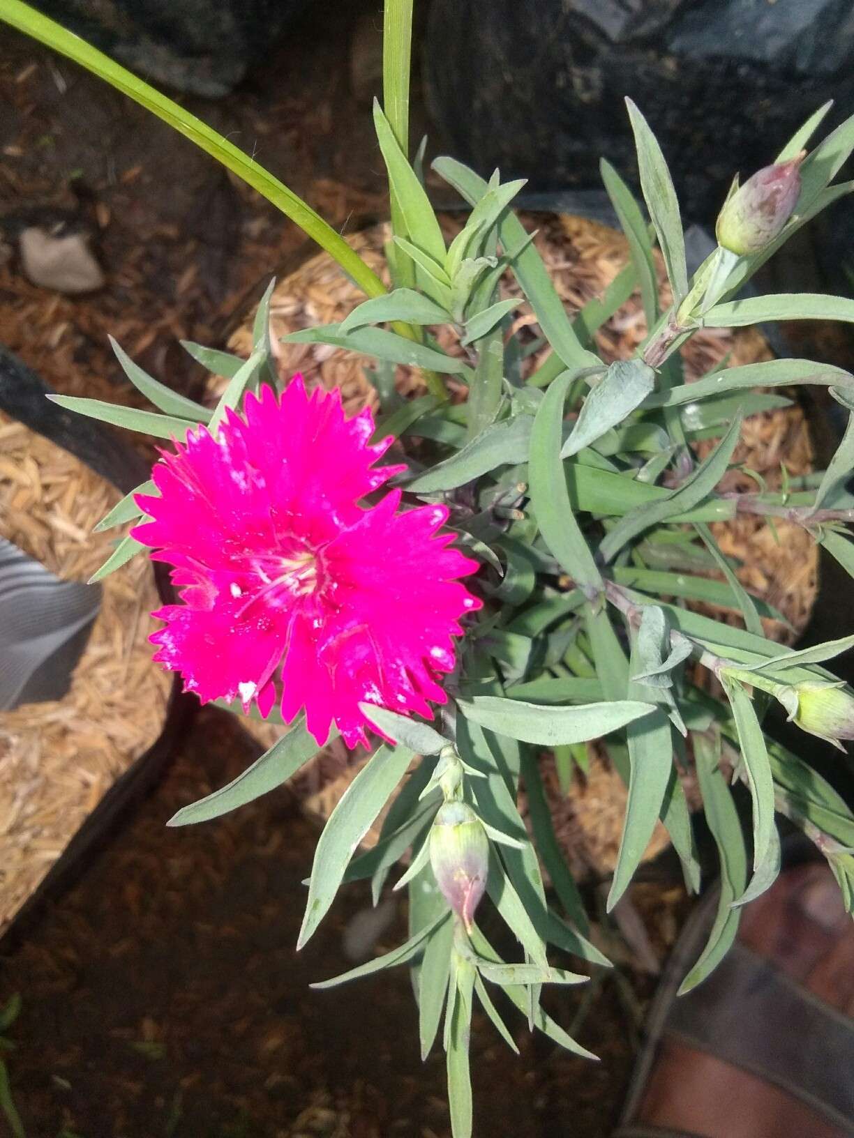 Jual tanaman hias bunga Anyelir Dan manfaat bunga Anyelir | TOKO ANGET MAS